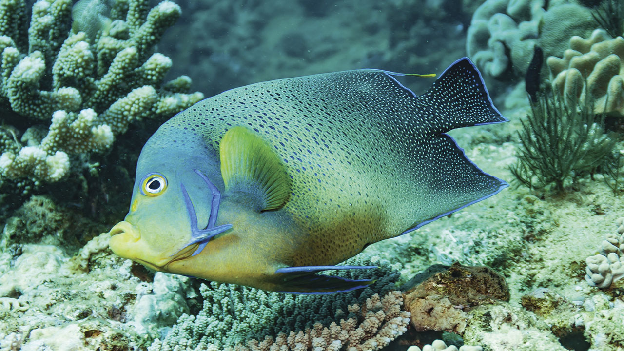 Australia's Best - Animal Encounters and Wildlife Experiences ...