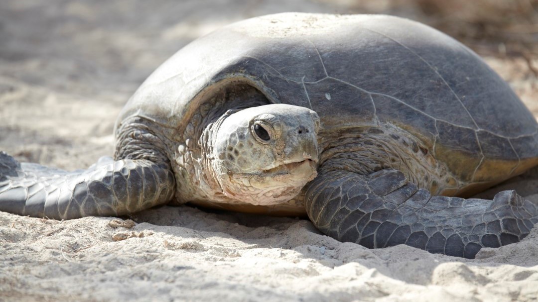 Australia's Best - Animal Encounters and Wildlife Experiences ...