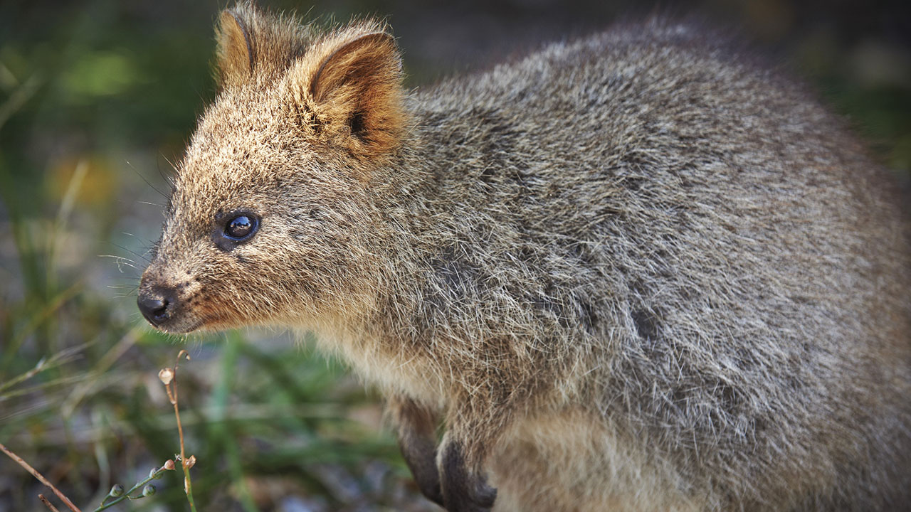 Australia's Best - Animal Encounters and Wildlife Experiences ...