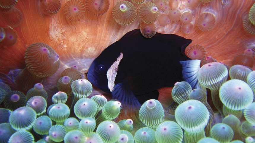 Lord Howe Island - Firstclass Travel